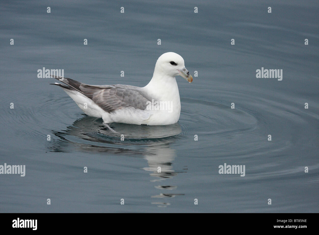British seabirds hi-res stock photography and images - Alamy