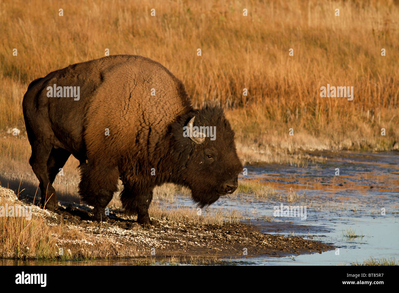 Buffalo In Yellowstone Stock Photos & Buffalo In Yellowstone Stock ...