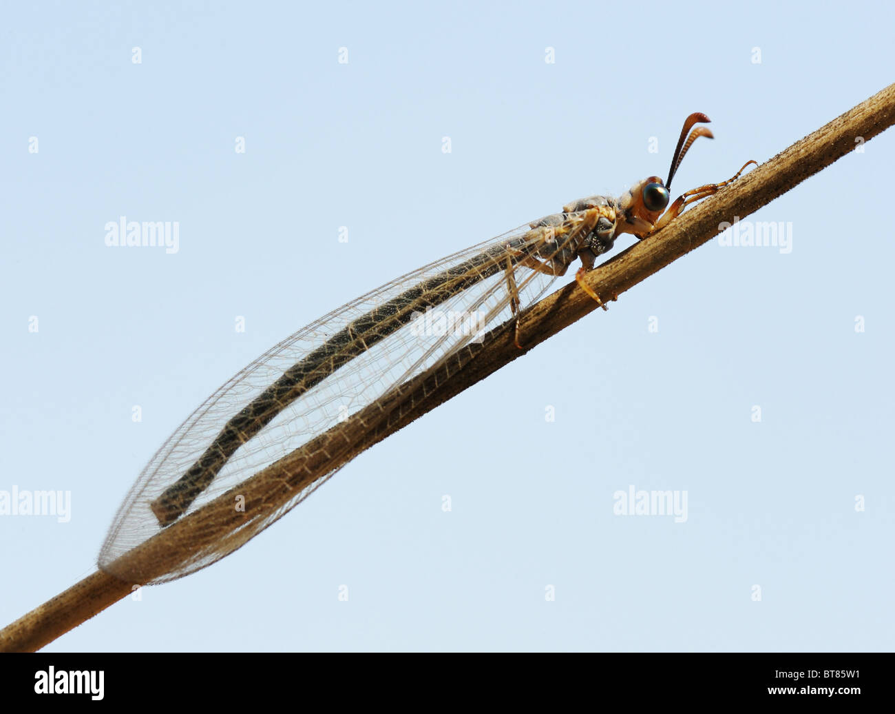 Ant lion hi-res stock photography and images - Alamy