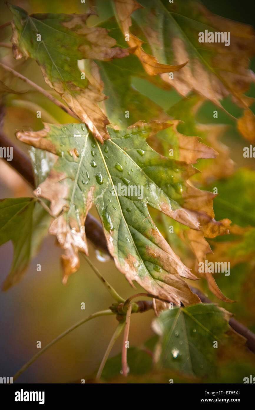 leaf in fall color, Durango, Colorado Stock Photo - Alamy