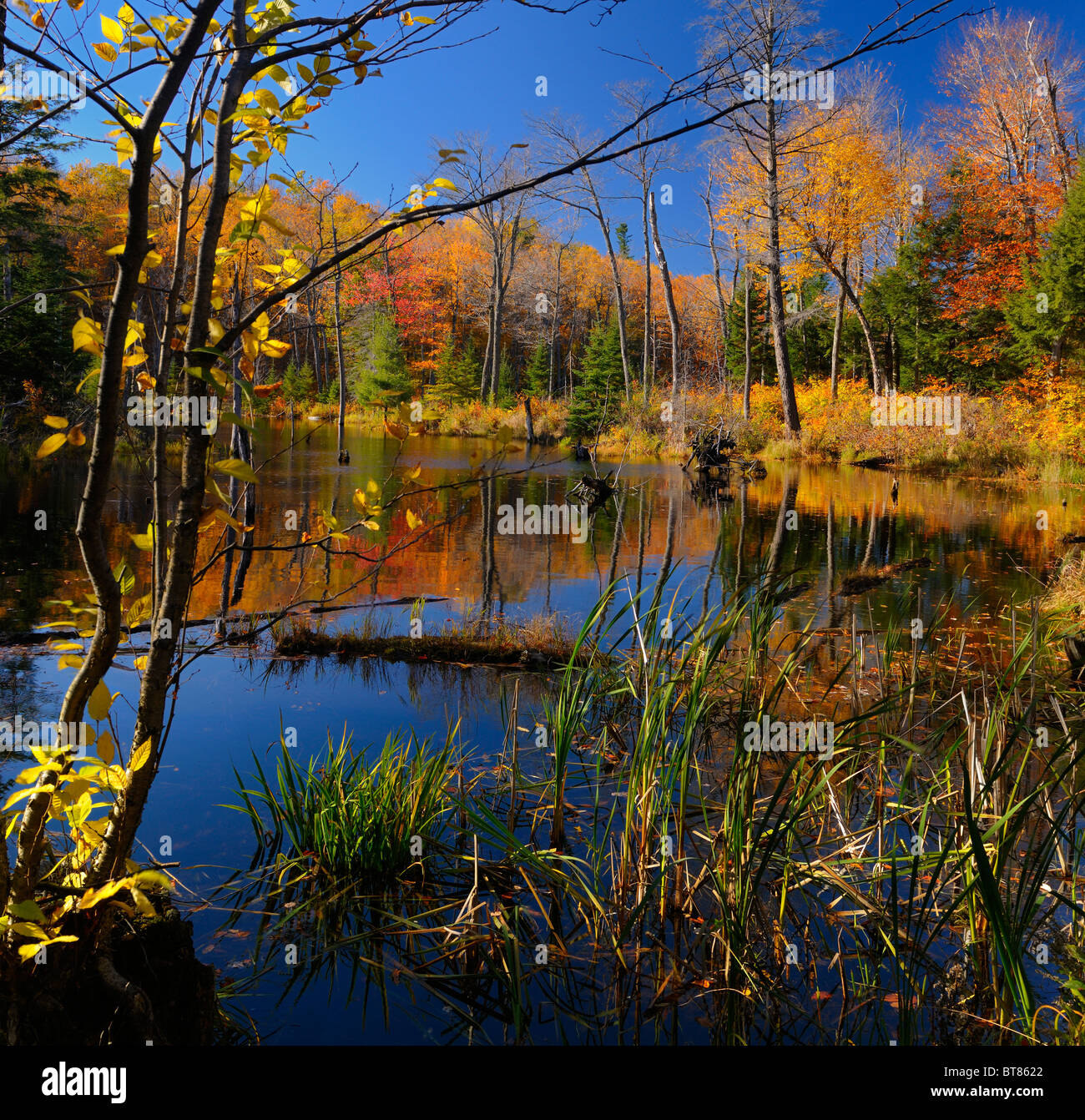 Gatineau Park pond in the Fall with colorful leaves and tree ...