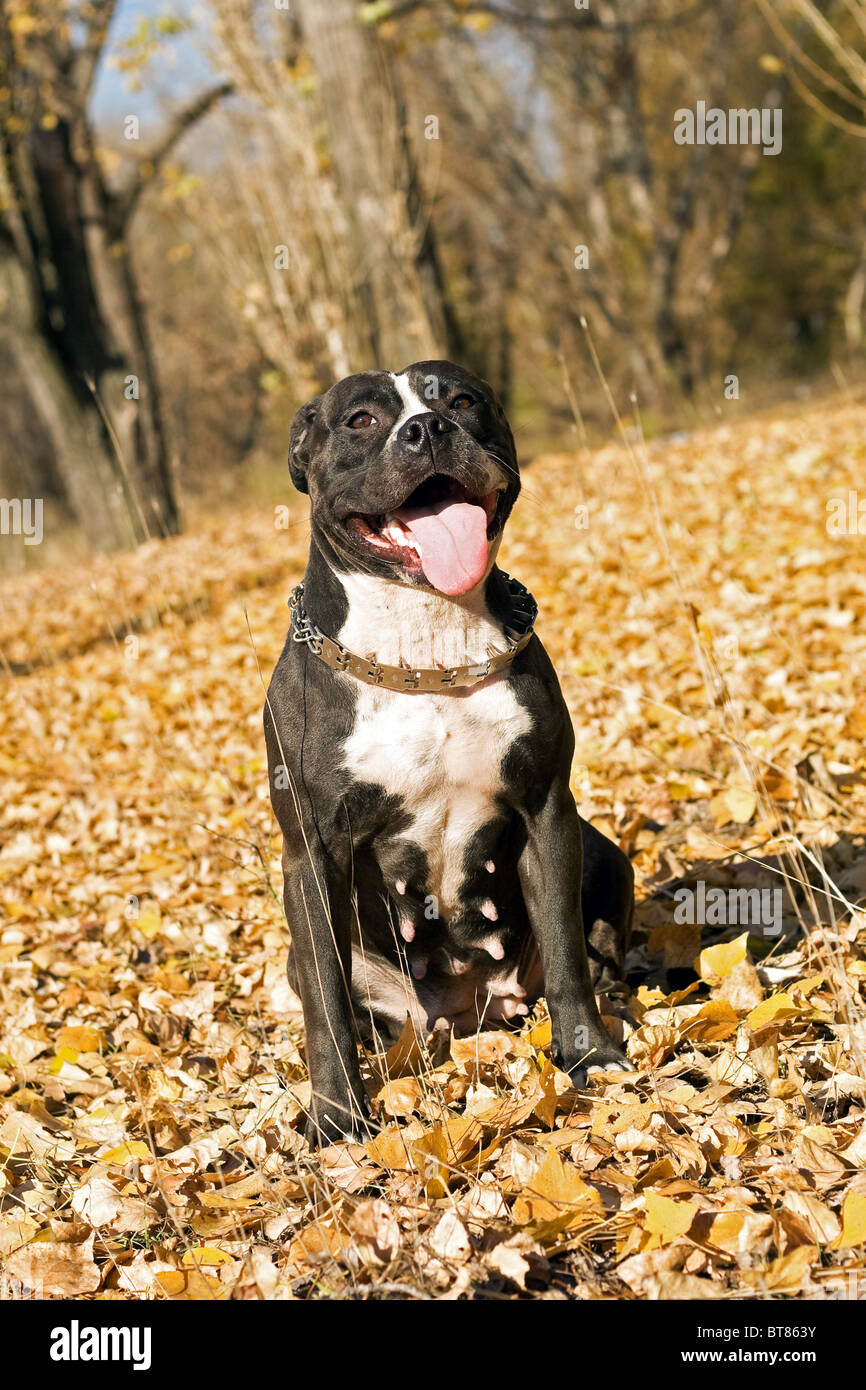 English staffordshire bullterrier hi-res stock photography and images ...