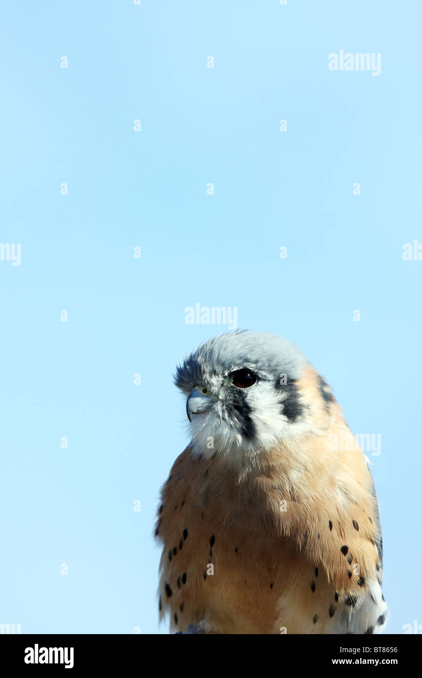 American kestrel falcon hi-res stock photography and images - Alamy