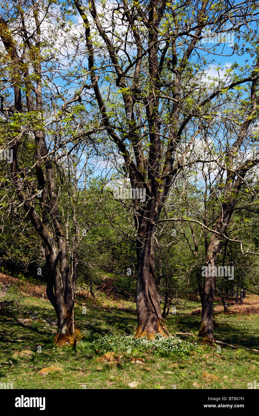 Twisted trees hi-res stock photography and images - Alamy