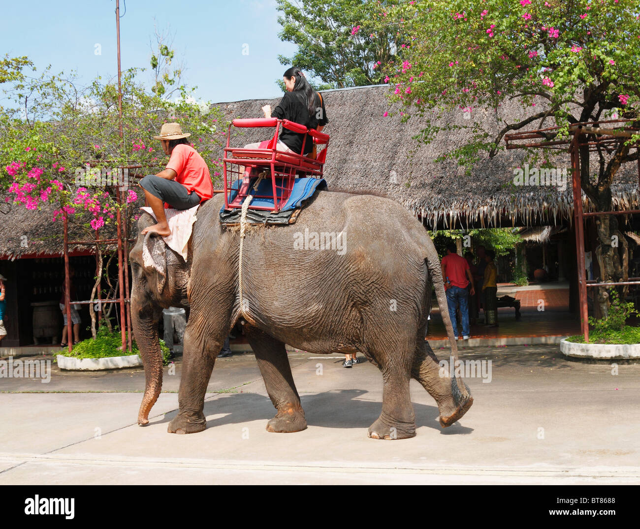 Riding elephant. Tourists having fun Elephant excursion, Bangkok ...