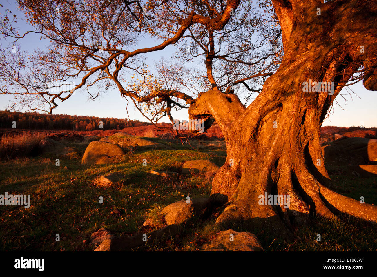 Old twisted tree in hi-res stock photography and images - Alamy