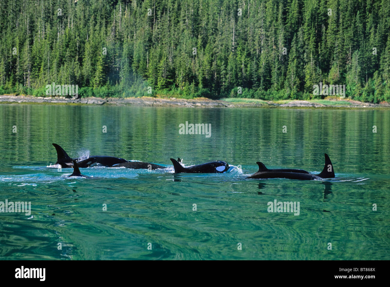 Orcas (Orcinus orca), Alaska, USA Stock Photo - Alamy