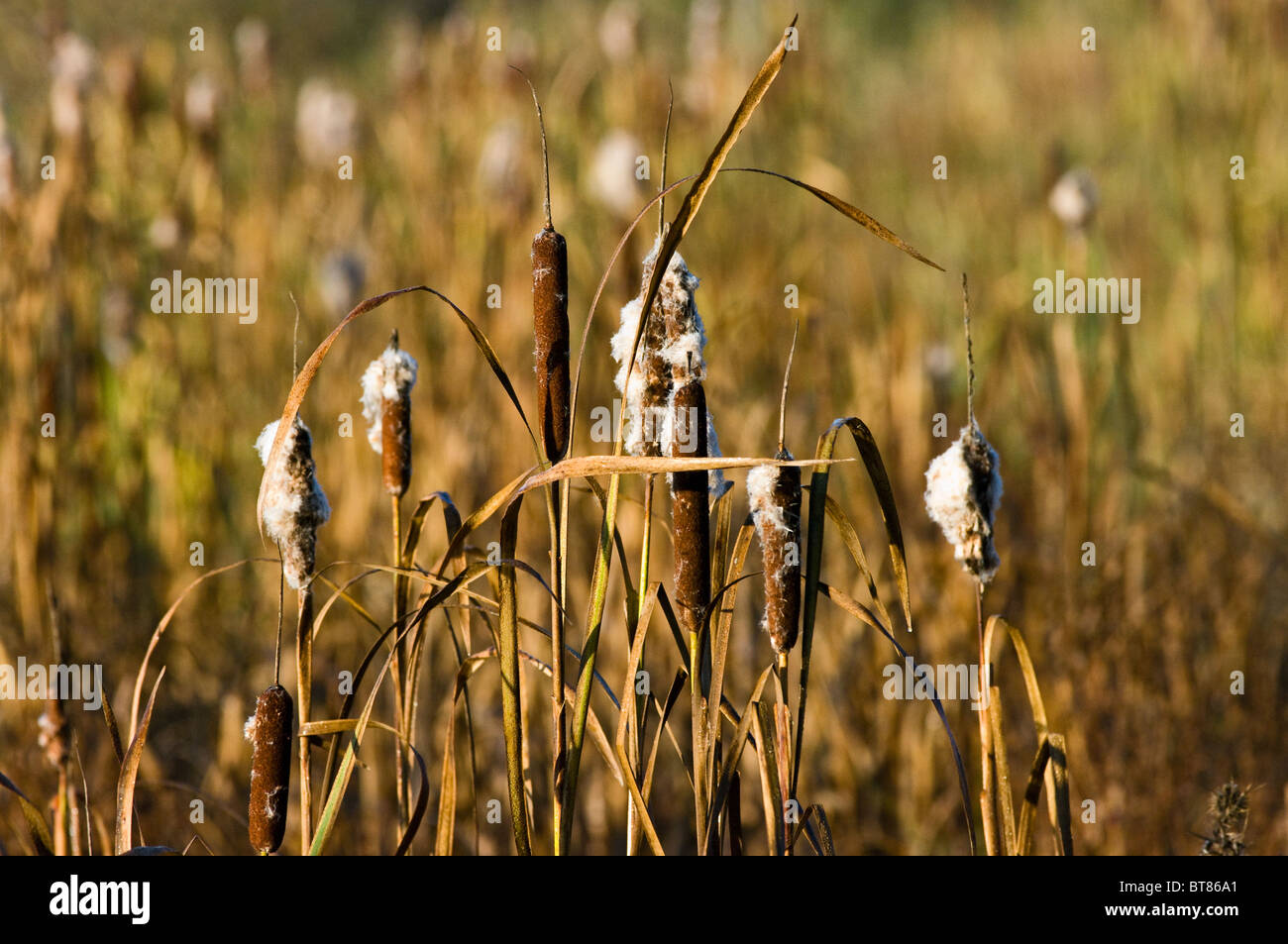 Cattails , Bulrush Stock Photo - Alamy