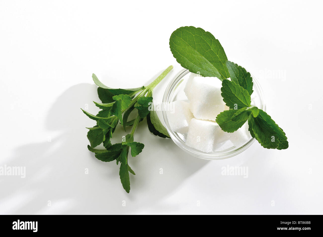 Candyleaf hi-res stock photography and images - Alamy