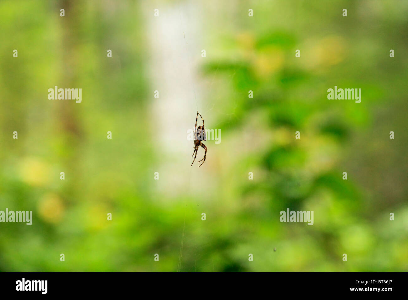 Spider making web hi-res stock photography and images - Alamy