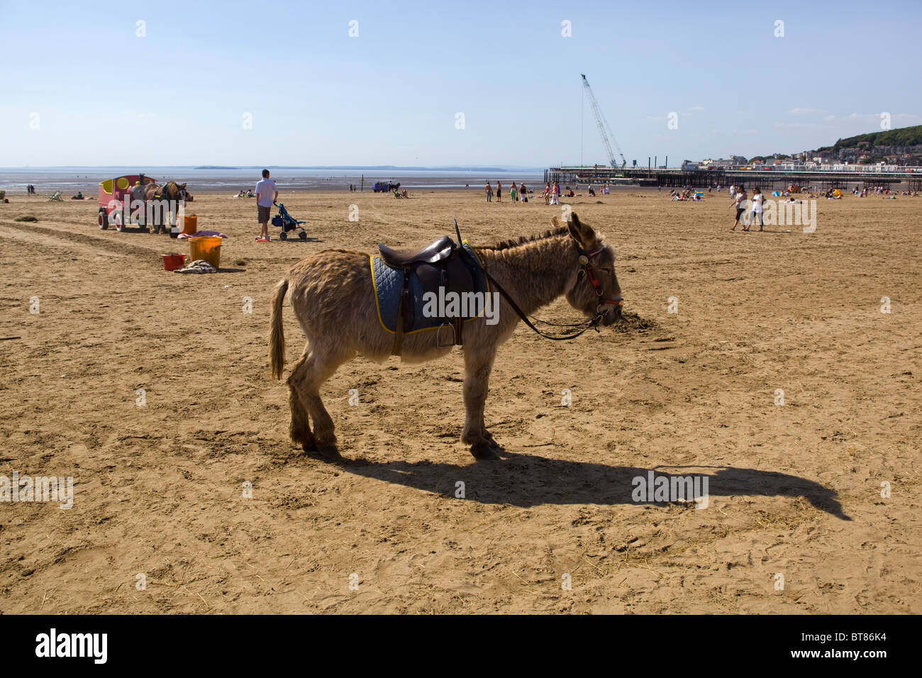 Donkey on beach hi-res stock photography and images - Alamy