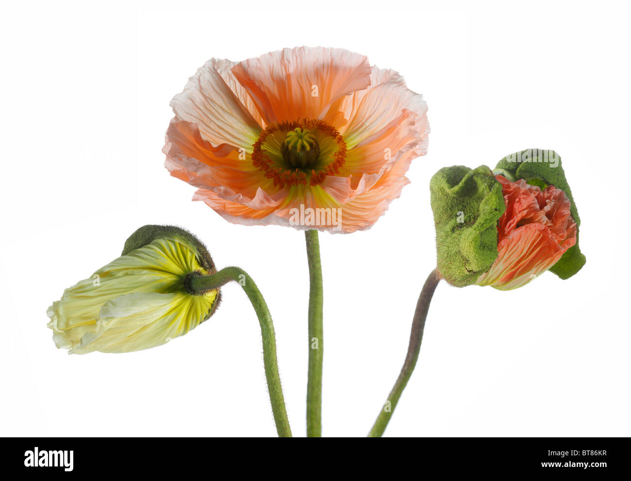 Iceland Poppy (Papaver nudicaule), buds and blossoms Stock Photo - Alamy