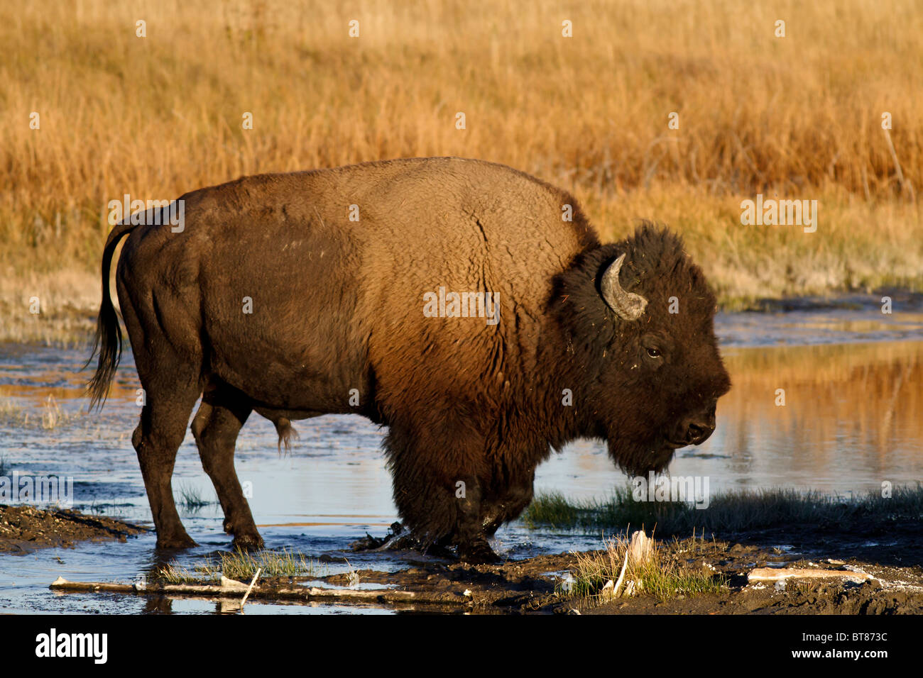 Buffalo crossing through some water in Yellowstone National Park Stock ...
