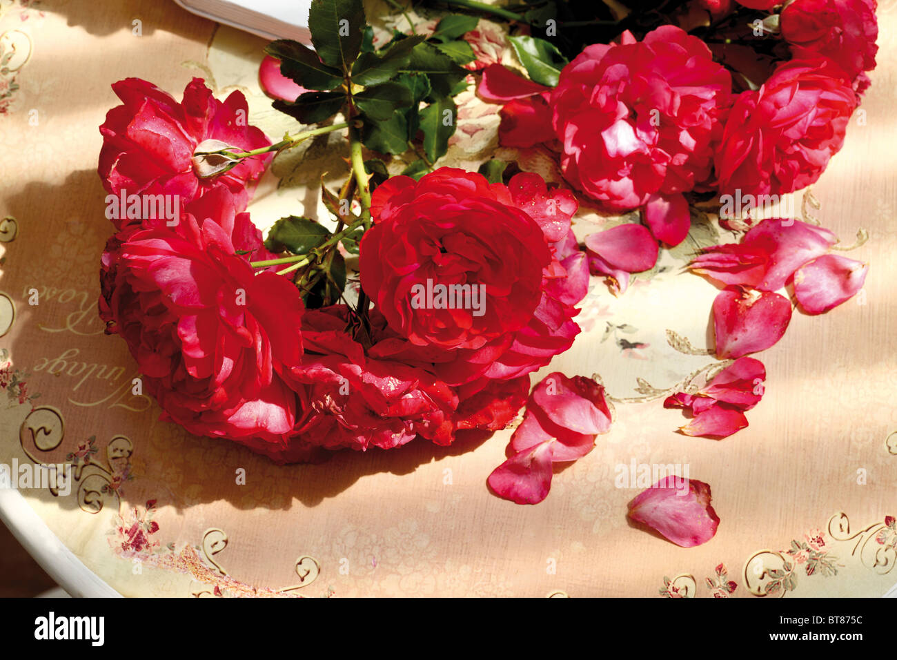 Floribundas roses hi-res stock photography and images - Alamy