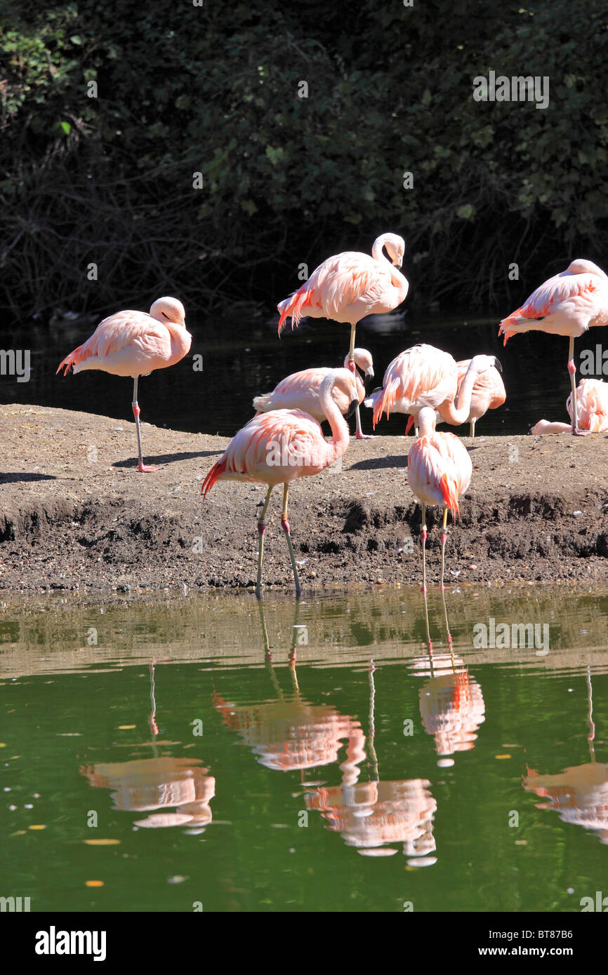 Pink flamingos hi-res stock photography and images - Alamy