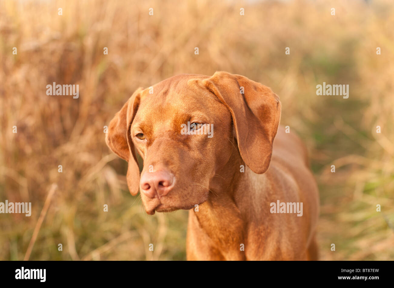 A female Hungarian Vizsla dog stares past the photographer while ...