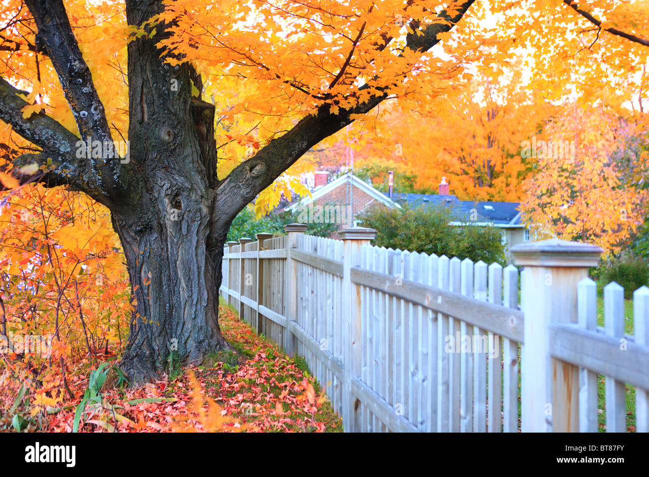 Autumn foliage in Ontario countryside near Mono Cliffs Provincial Park ...