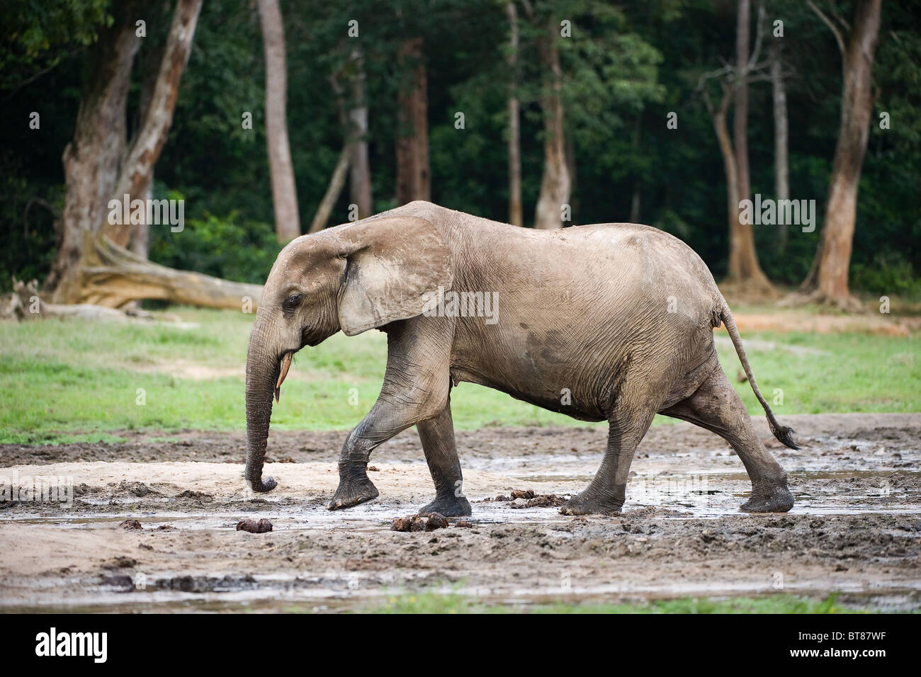 Animal trunk hi-res stock photography and images - Alamy