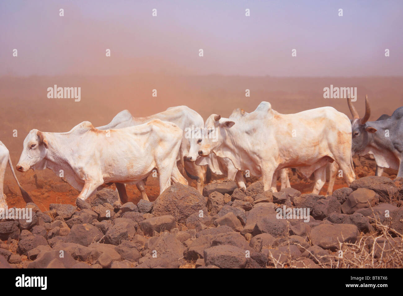 Desert cattle hi-res stock photography and images - Alamy