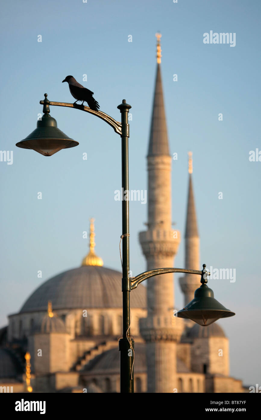 Blue Mosque in Istanbul with a crow Stock Photo - Alamy
