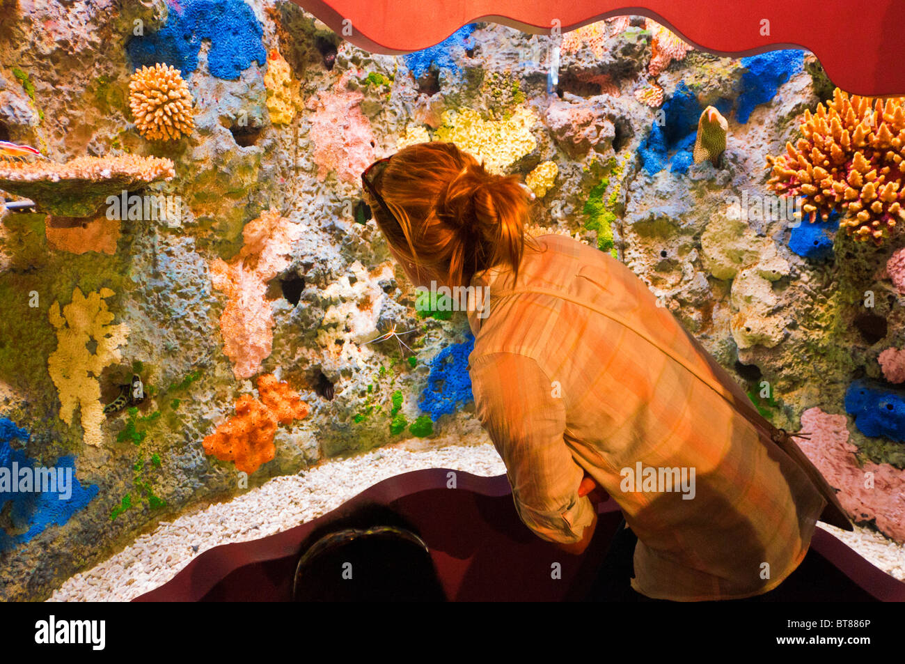 Girl viewing coral exhibit at Monterey Bay Aquarium, Monterey ...