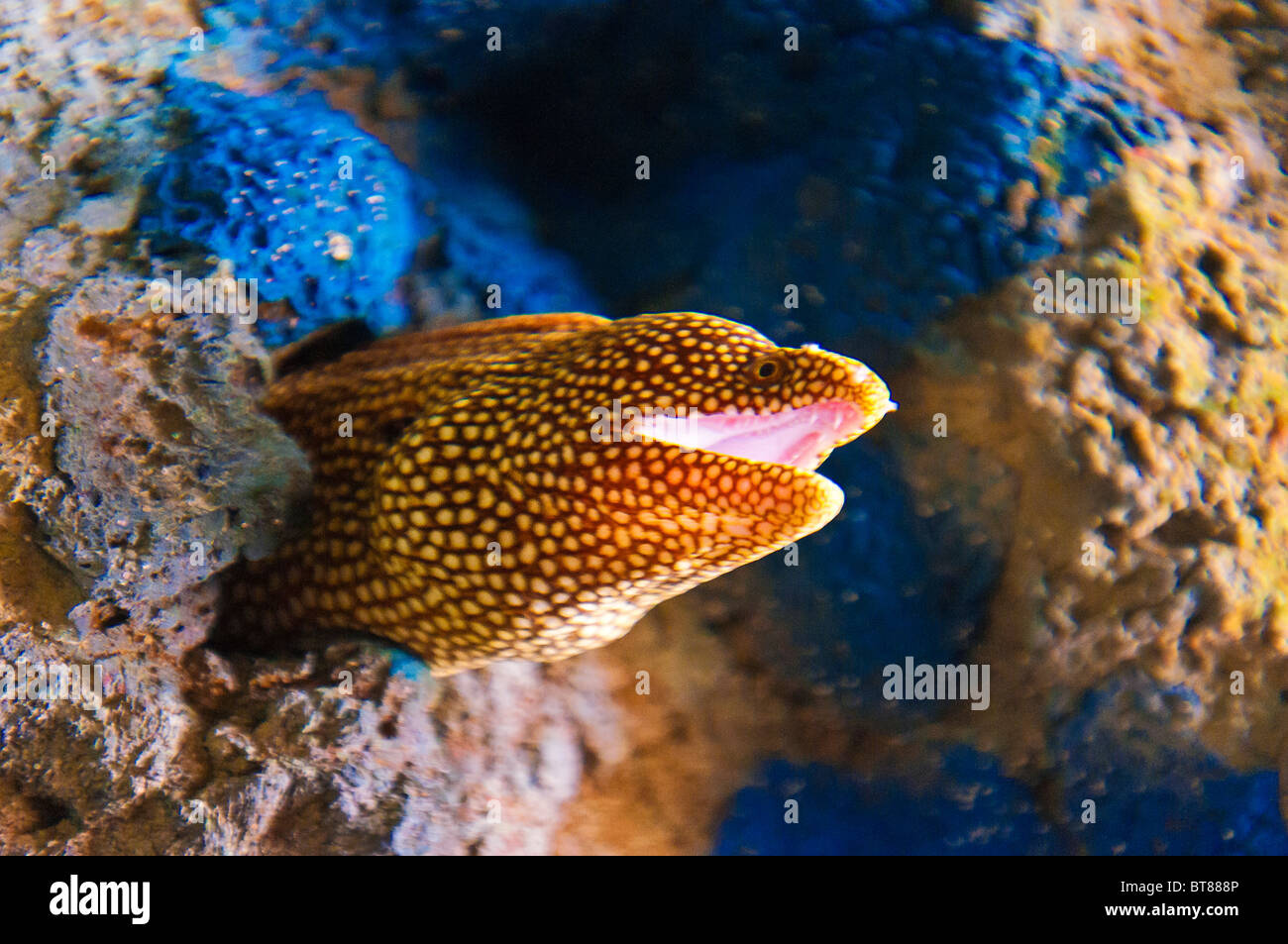 Eel exhibit at Monterey Bay Aquarium, Monterey, California Stock Photo ...