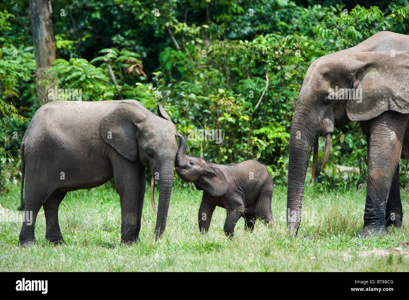 Kiss to the sister. Family of forest Elephants. The African Forest ...