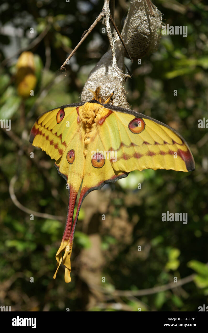 Comet moth madagascar hi-res stock photography and images - Alamy