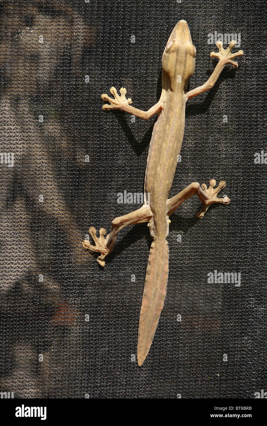 Madagascar, Giant Leaf-tail Gecko (Uroplatus fimbriatus Stock Photo - Alamy
