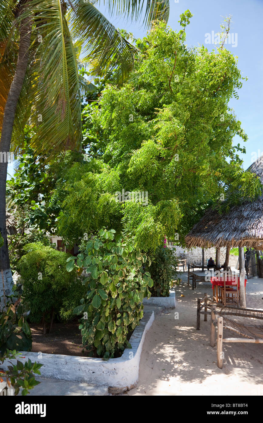 Quinine tree hi-res stock photography and images - Alamy