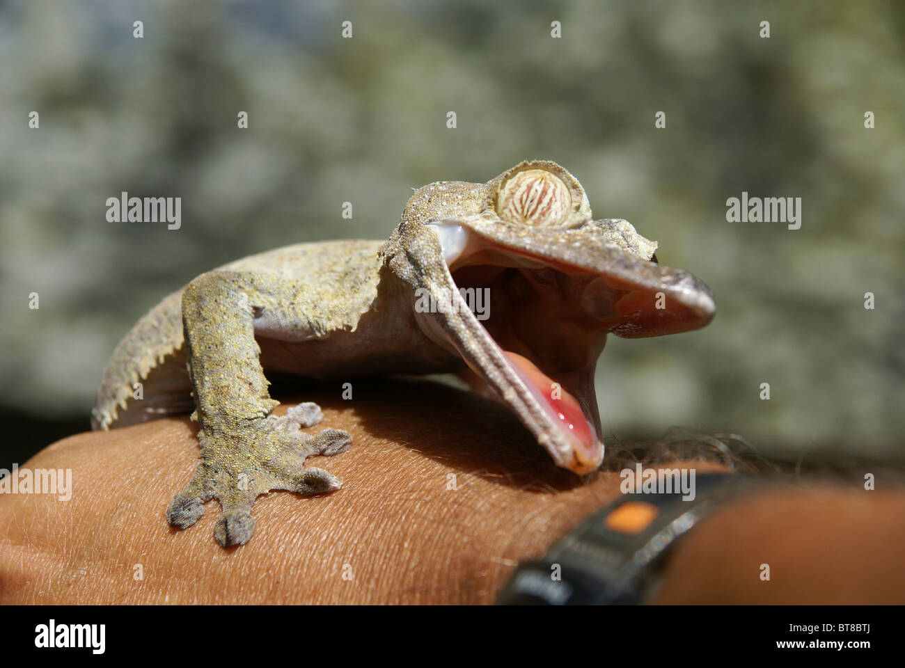 Madagascar, close-up of a Giant Leaf-tail Gecko (Uroplatus fimbriatus ...