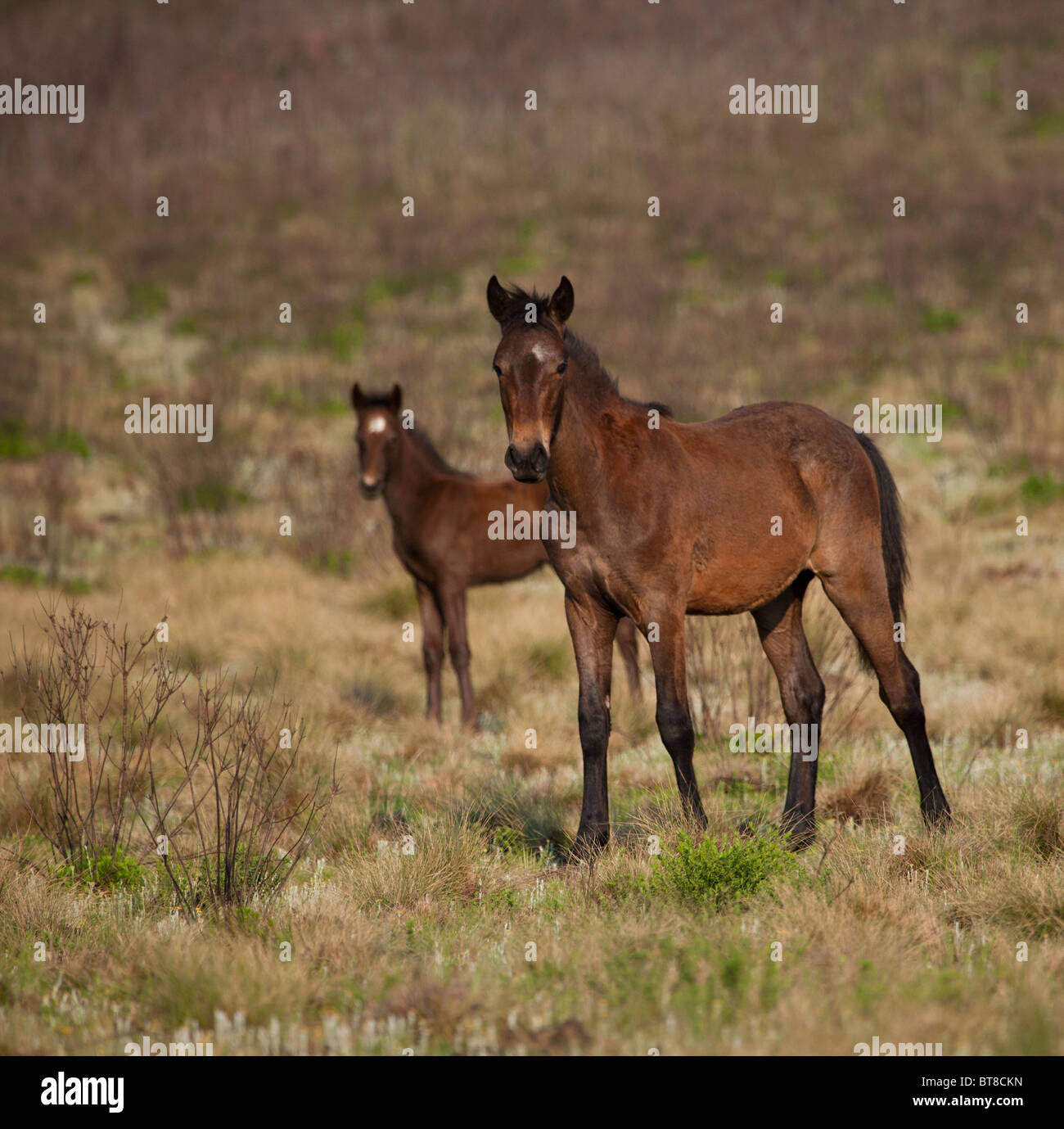 South Africa Wild Feral Animal Horse Nature Stock Photo - Alamy