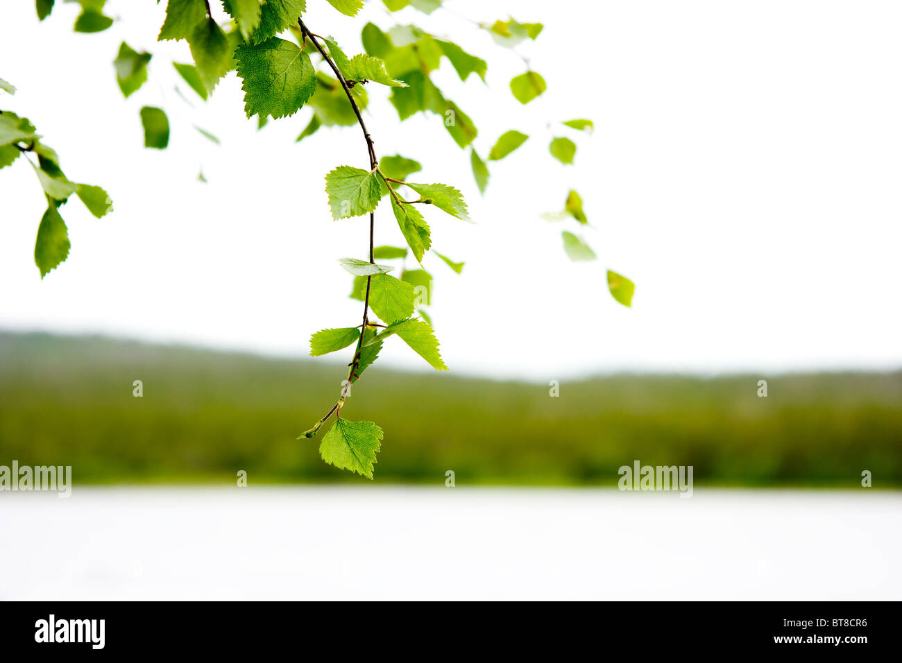 Tree over water Cut Out Stock Images & Pictures - Alamy