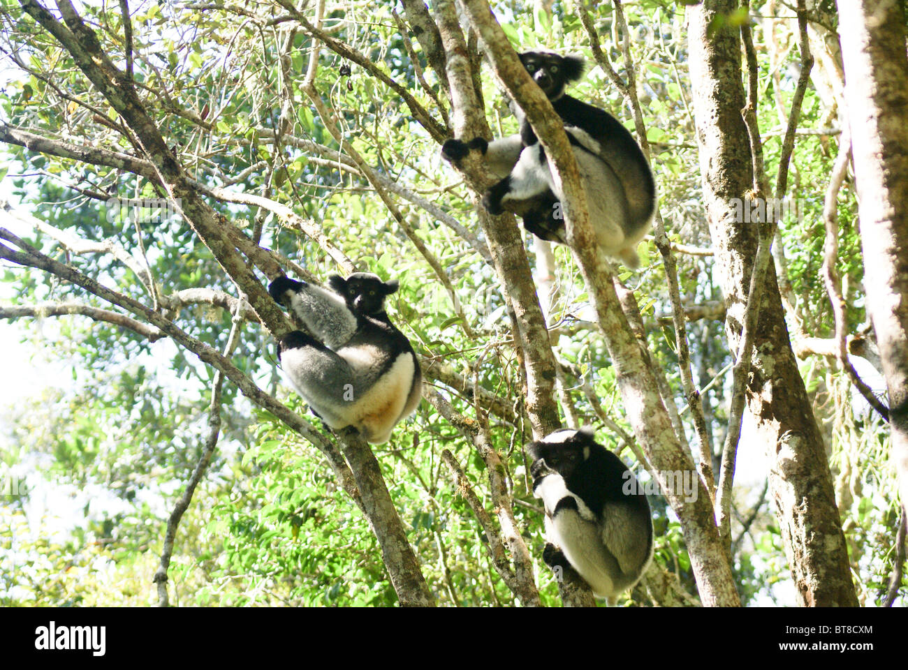 Madagascar, Perinet, An Indri, (Indri indri) the Largest Lemur, Howling ...