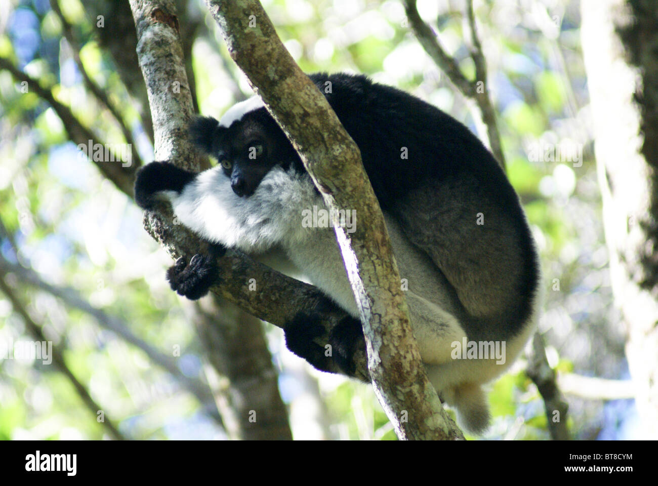 Madagascar, Perinet, An Indri, (Indri indri) the Largest Lemur, Howling ...