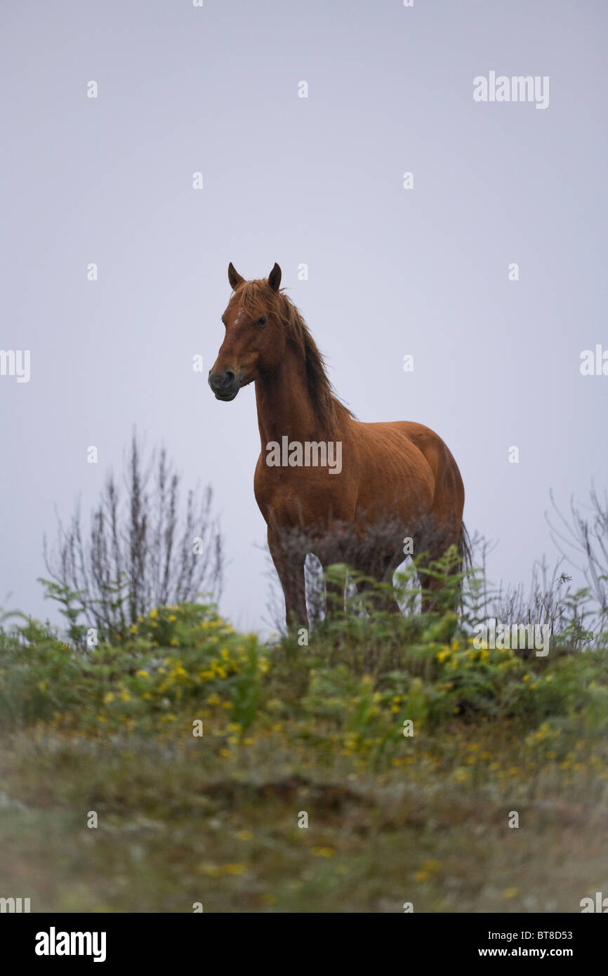 South Africa Wild Feral Animal Horse Nature Stock Photo - Alamy