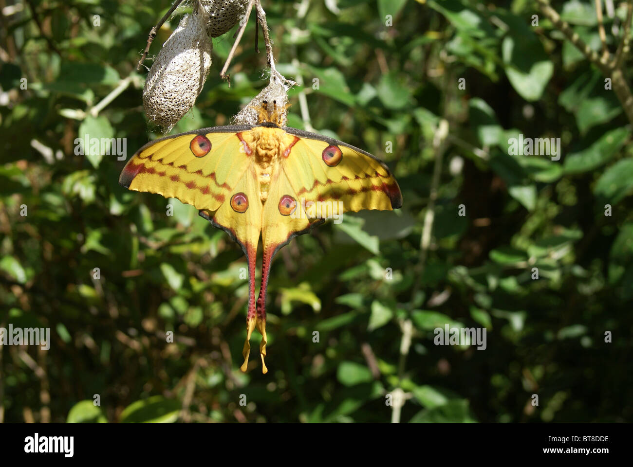 Butterfly argema mittrei hi-res stock photography and images - Alamy