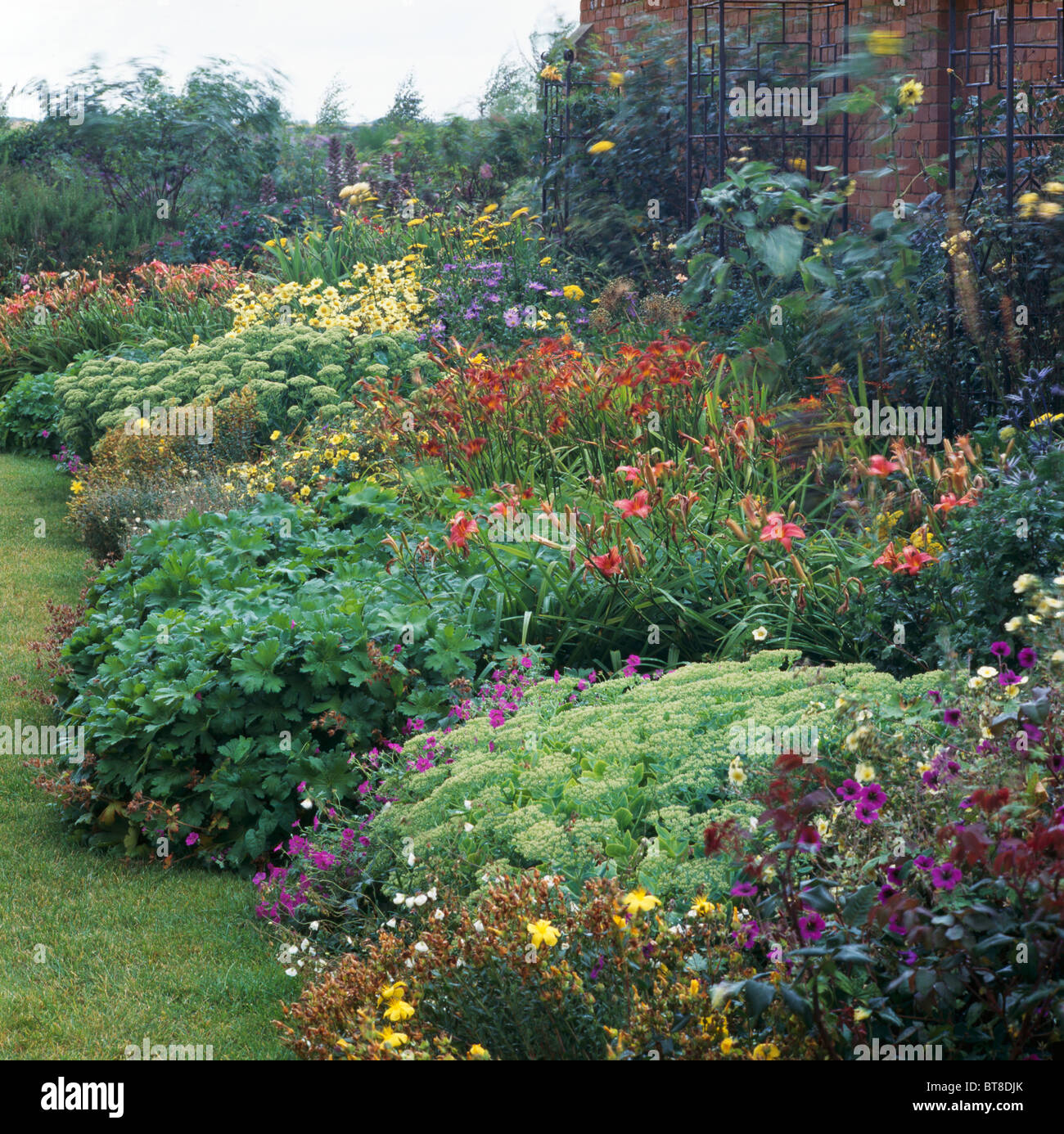 Garden border sedums hi-res stock photography and images - Alamy