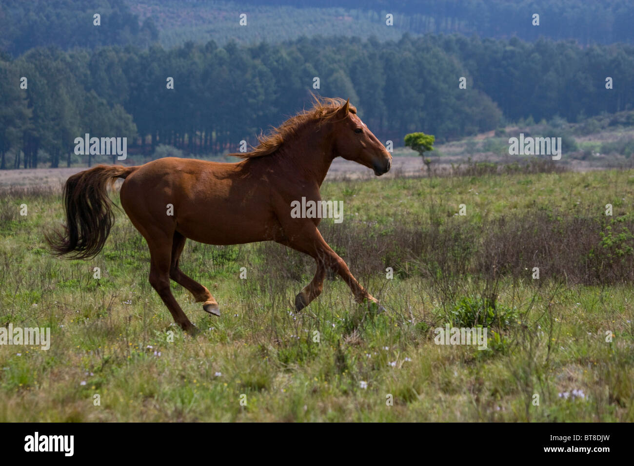 South Africa Wild Feral Animal Horse Nature Stock Photo - Alamy