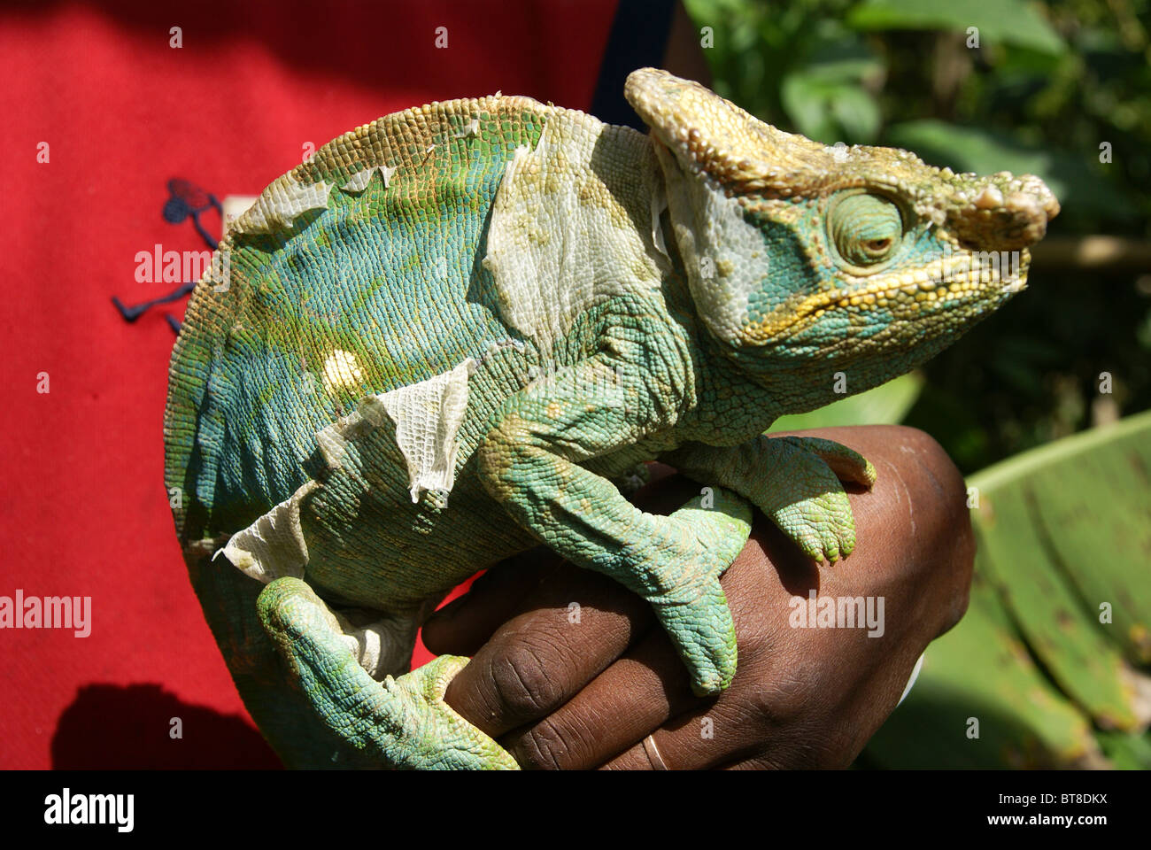 Madagascar, Globe-horned Chameleon (Calumma globifer) shedding skin ...