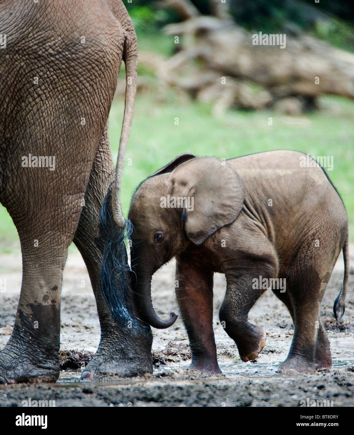 The kid the elephant calf with mum. The African Forest Elephant ...