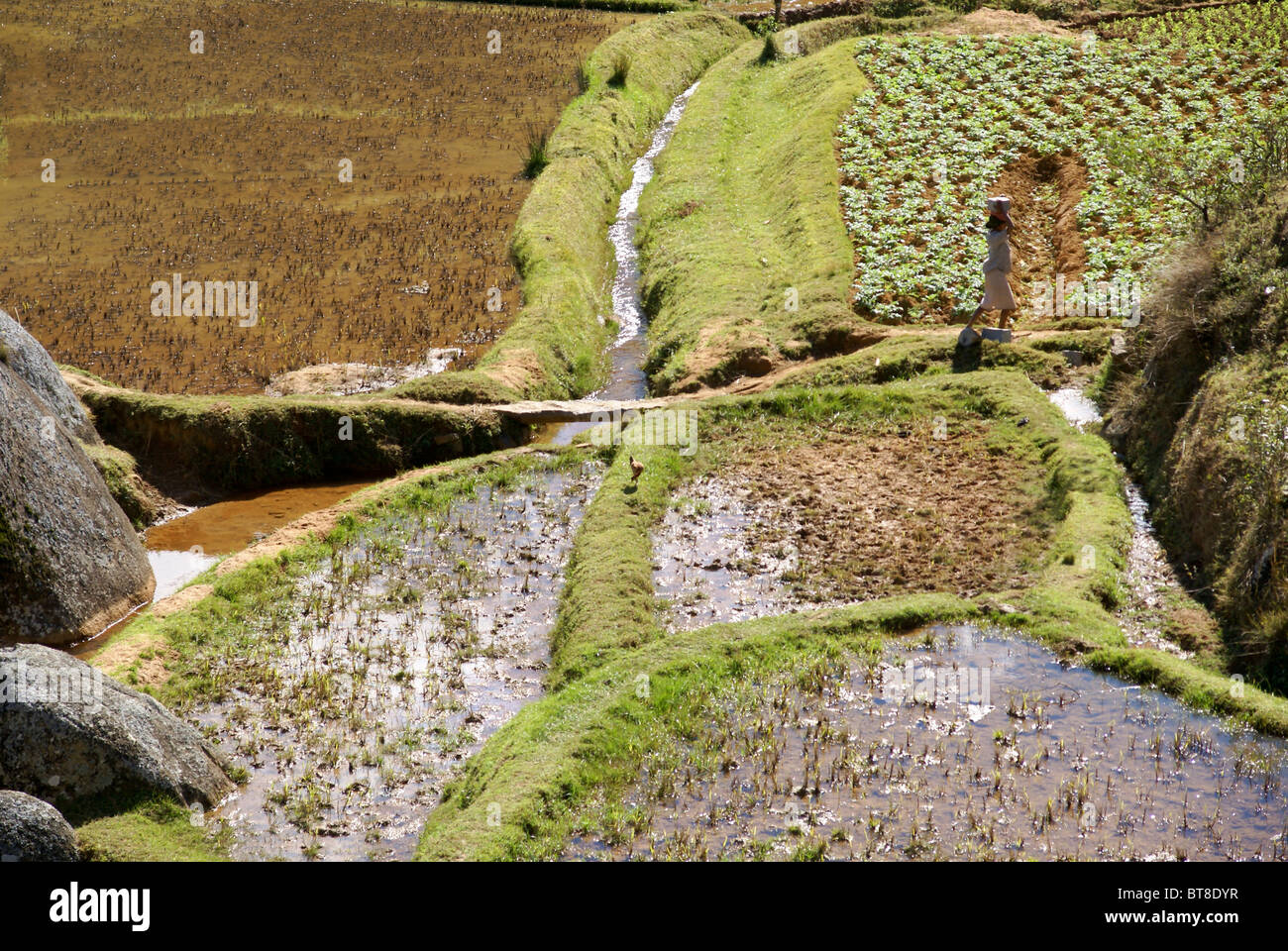 Madagascar, Rice fields Stock Photo - Alamy