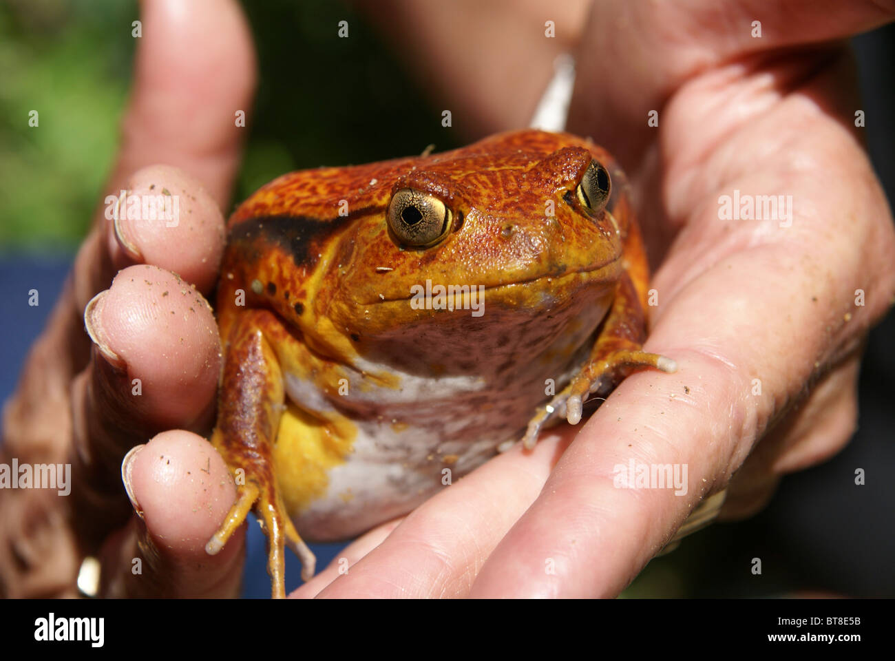 Madagascar, Tomato Frog or Crapaud Rouge De Madagascar (Dyscophus ...