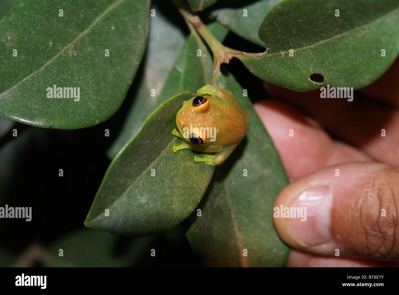 Boophis luteus frog hi-res stock photography and images - Alamy