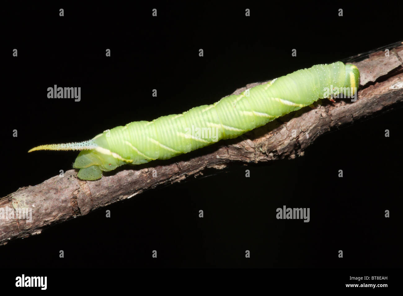 Ash Sphinx High Resolution Stock Photography and Images - Alamy