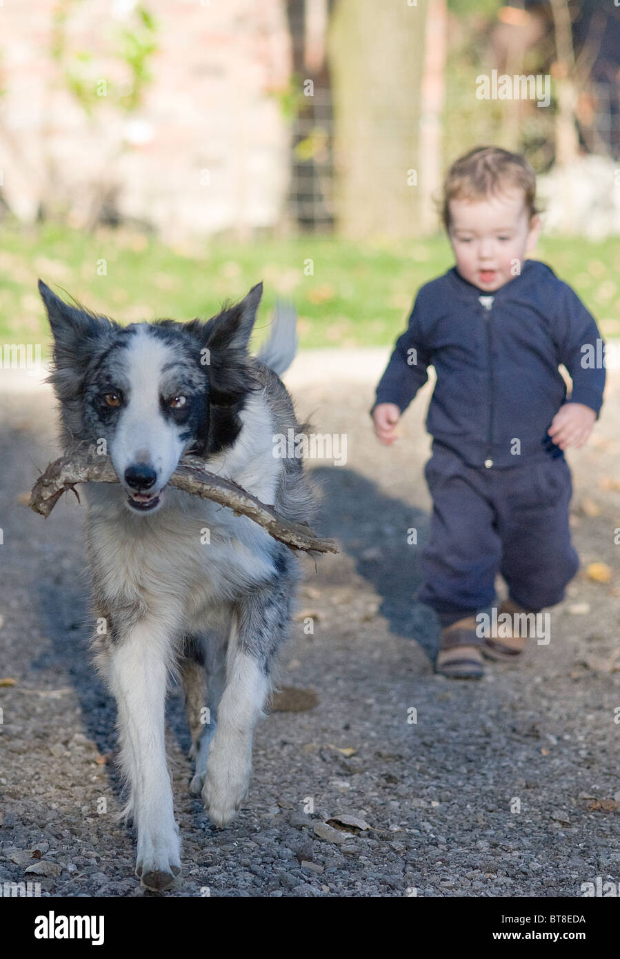 Child and Border Collie Stock Photo - Alamy