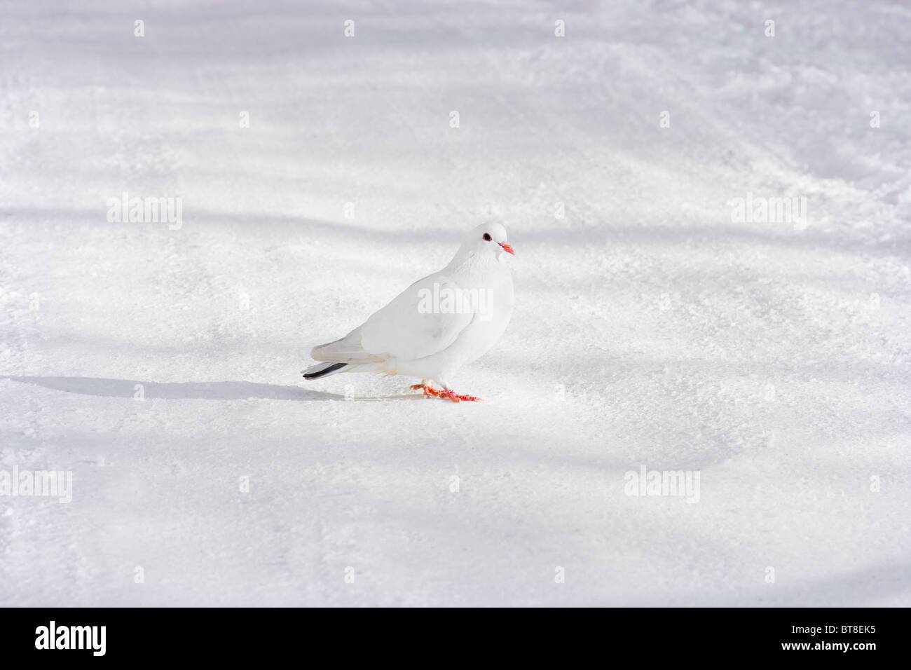 White pigeon against snow-covered road Stock Photo - Alamy