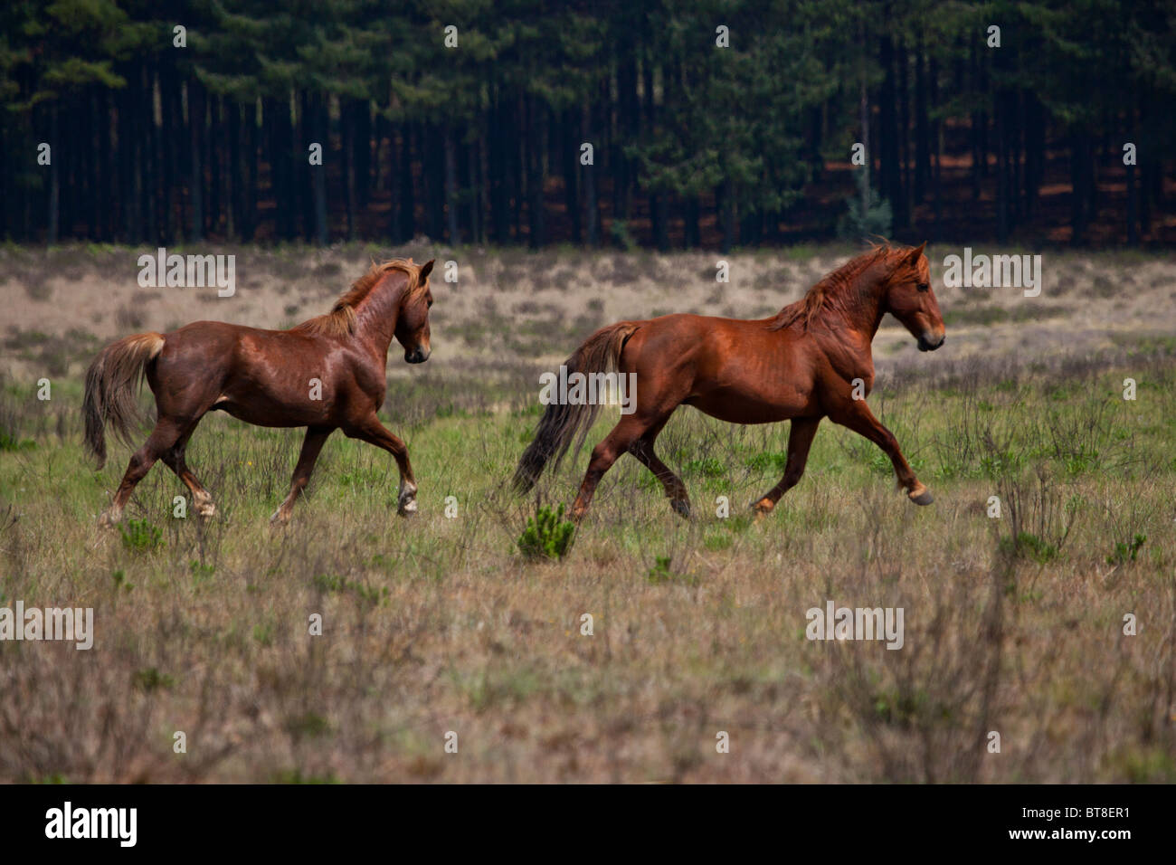South Africa Wild Feral Animal Horse Nature Stock Photo - Alamy