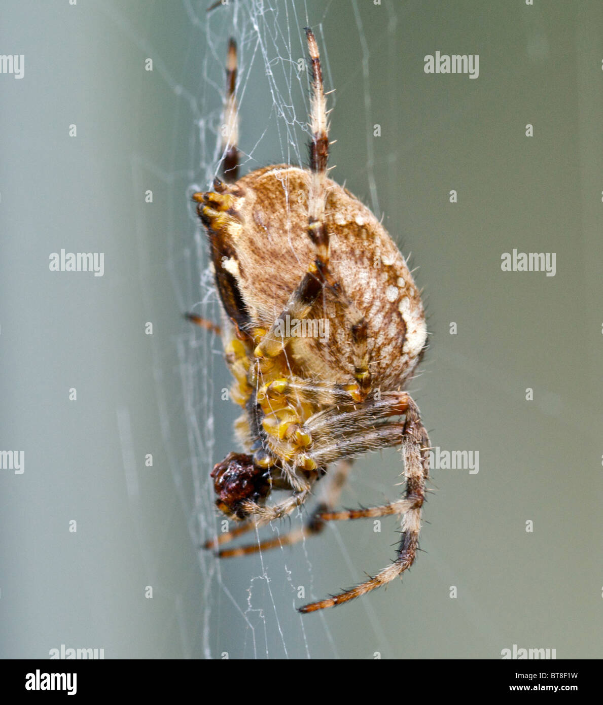 Female Common Garden Spider devouring remains of a fly. UK Stock Photo ...