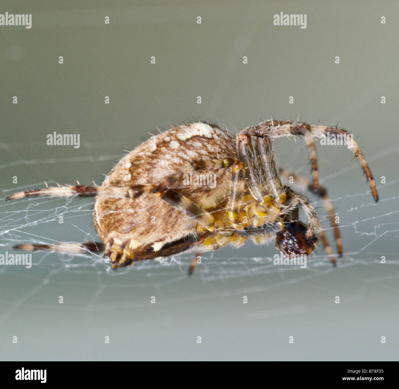 Garden spider uk spider hi-res stock photography and images - Alamy